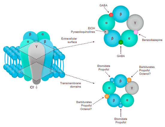Herbal Remedies and Their Possible Effect on the GABAergic System and Sleep