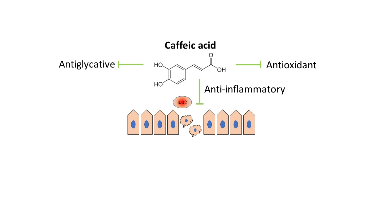 Nutrients | Free Full-Text | Caffeic Acid Modulates Processes ...