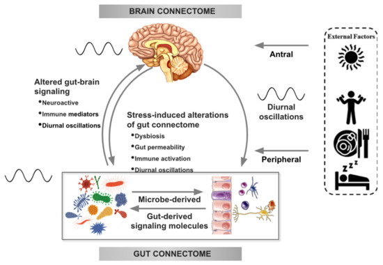 Brain–Gut–Microbiome Interactions and Intermittent Fasting in Obesity