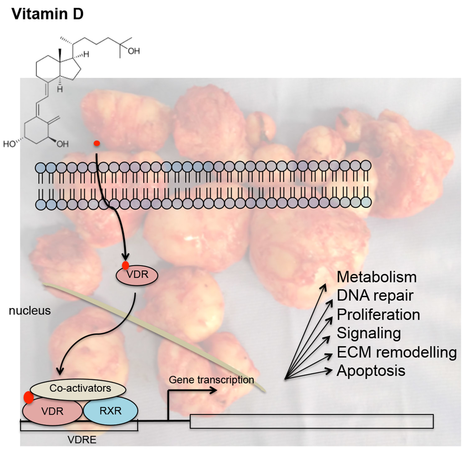 Nutrients | Free Full-Text | Vitamin D: Mechanism of Action and ...
