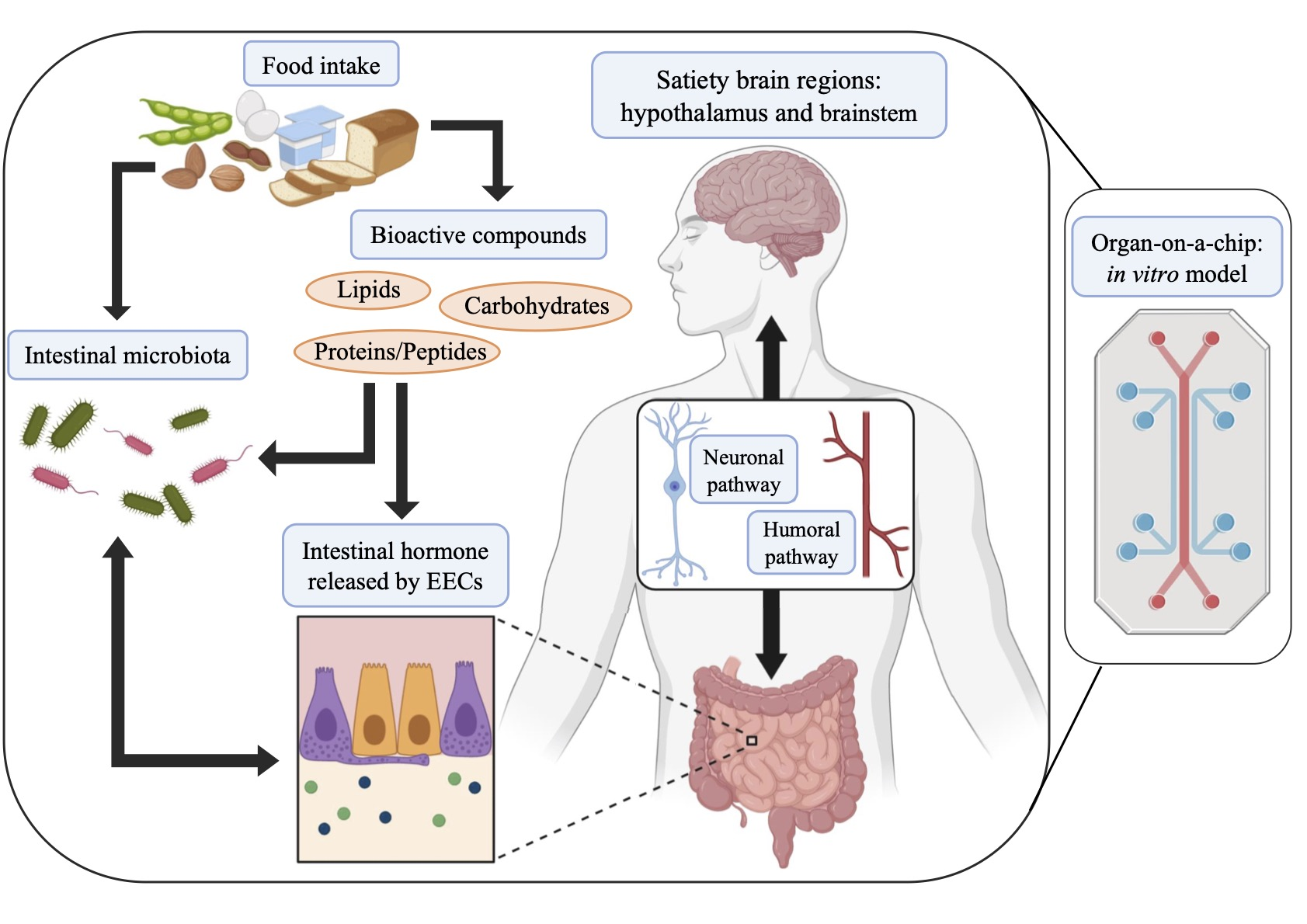 Nutrients | Free Full-Text | A Review on the Role of Food-Derived ...
