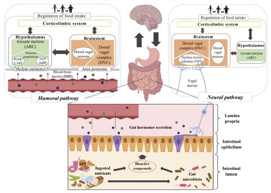 A Review on the Role of Food-Derived Bioactive Molecules and the ...