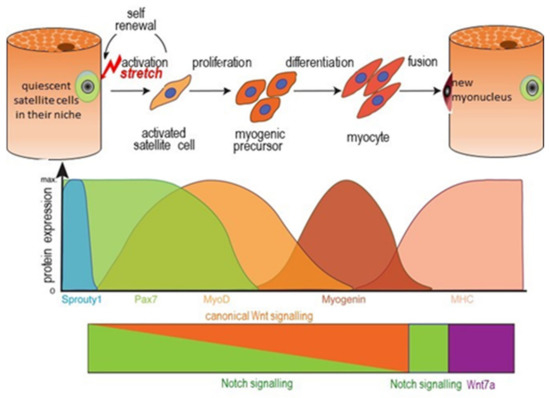 Interactions between Growth of Muscle and Stature: Mechanisms Involved ...