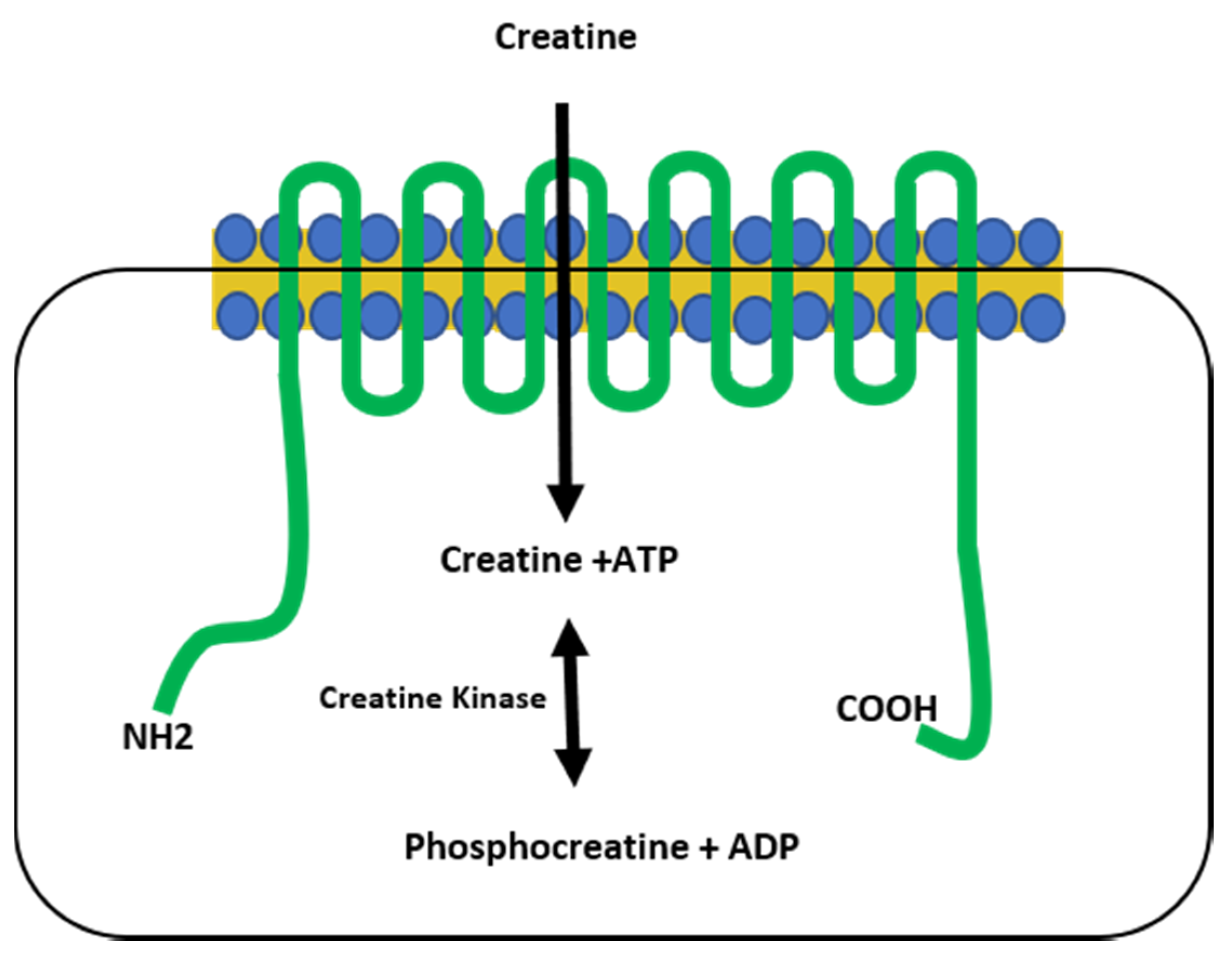 The Role of Creatine in the Development and Activation of Immune Responses