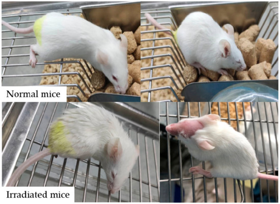 Radioprotective Effect of Whey Hydrolysate Peptides against γ-Radiation ...