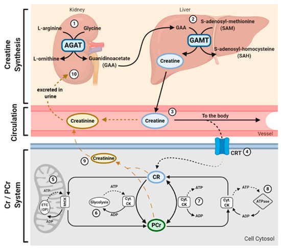 Creatine Supplementation, Physical Exercise and Oxidative Stress ...