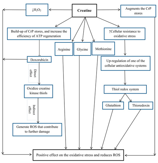 Creatine Supplementation, Physical Exercise and Oxidative Stress ...