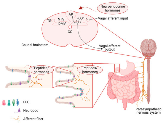 Central Neurocircuits Regulating Food Intake in Response to Gut Inputs ...