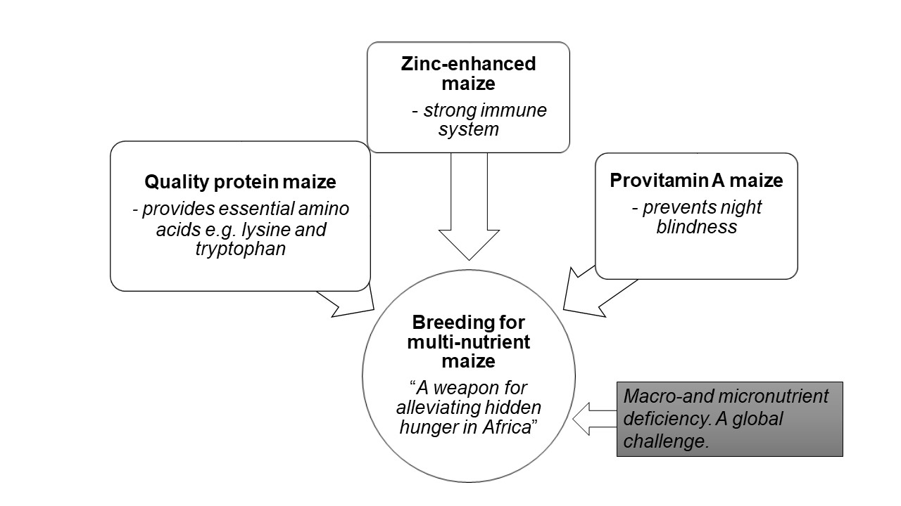 Nutrients | Free Full-Text | Multinutrient Biofortification of Maize ...