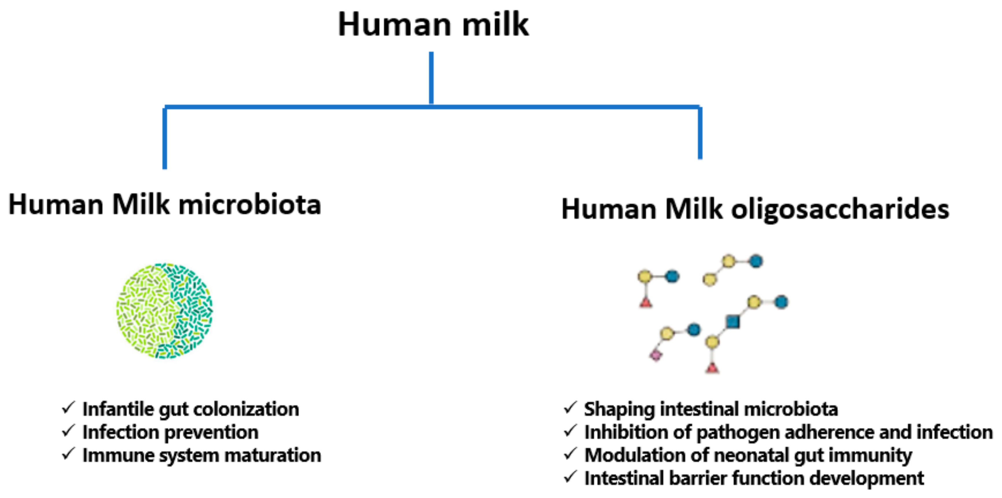 Nutrients Free Full Text Human Milk Microbiota And Oligosaccharides