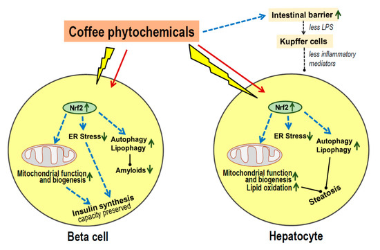 Coffee and Lower Risk of Type 2 Diabetes: Arguments for a Causal ...