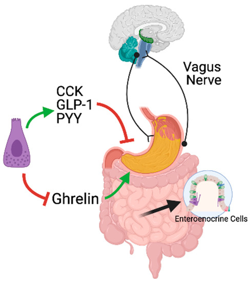 Nutrients | Free Full-Text | Gastric Sensory and Motor Functions and ...