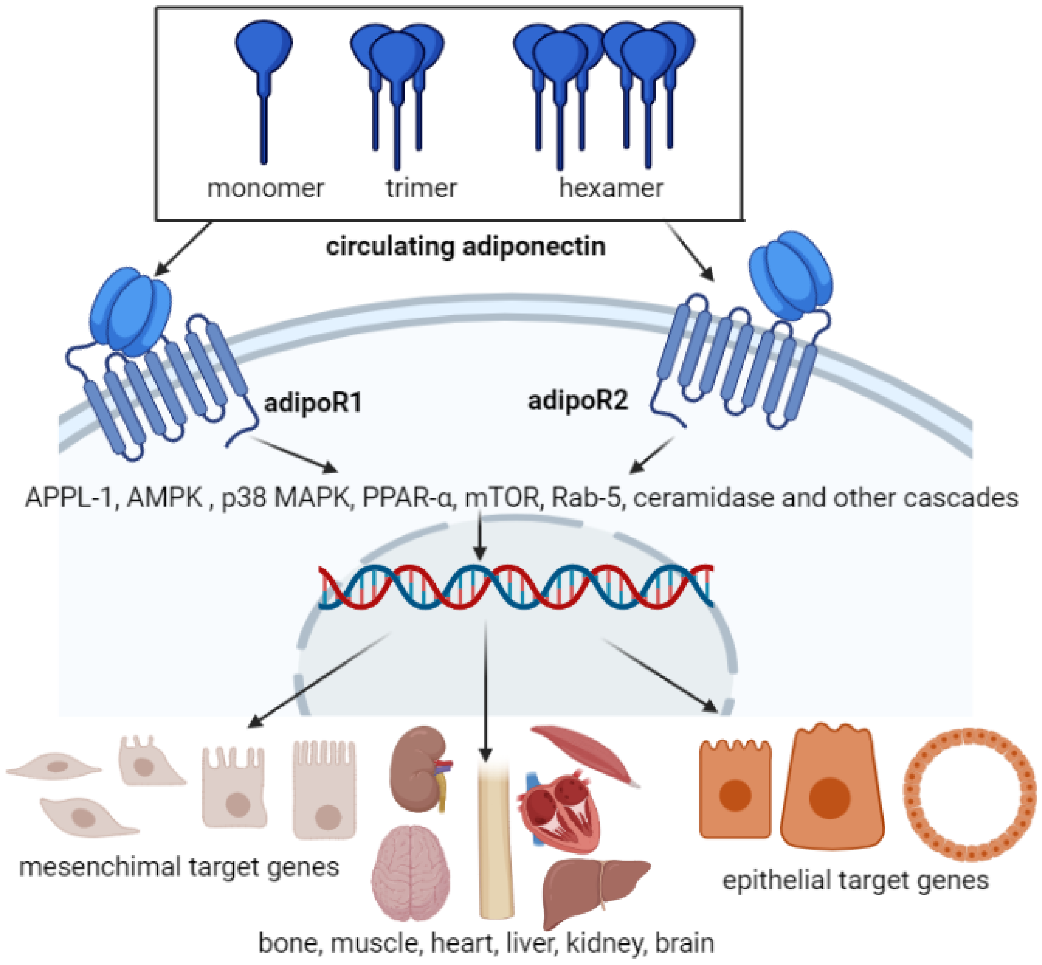 Nutrients Free Full Text Adiponectin Structure Physiological