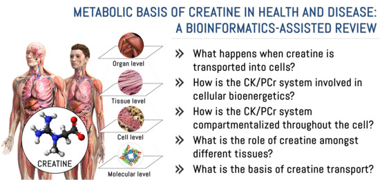 Nutrients | Free Full-Text | Metabolic Basis of Creatine in Health and ...