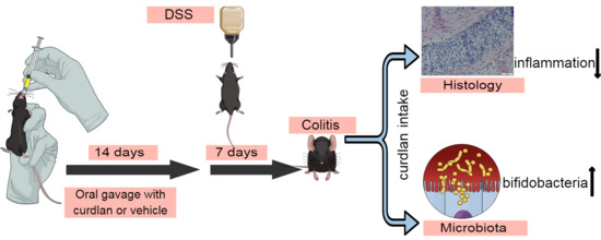 Nutrients | Free Full-Text | Dietary Curdlan Enhances Bifidobacteria ...