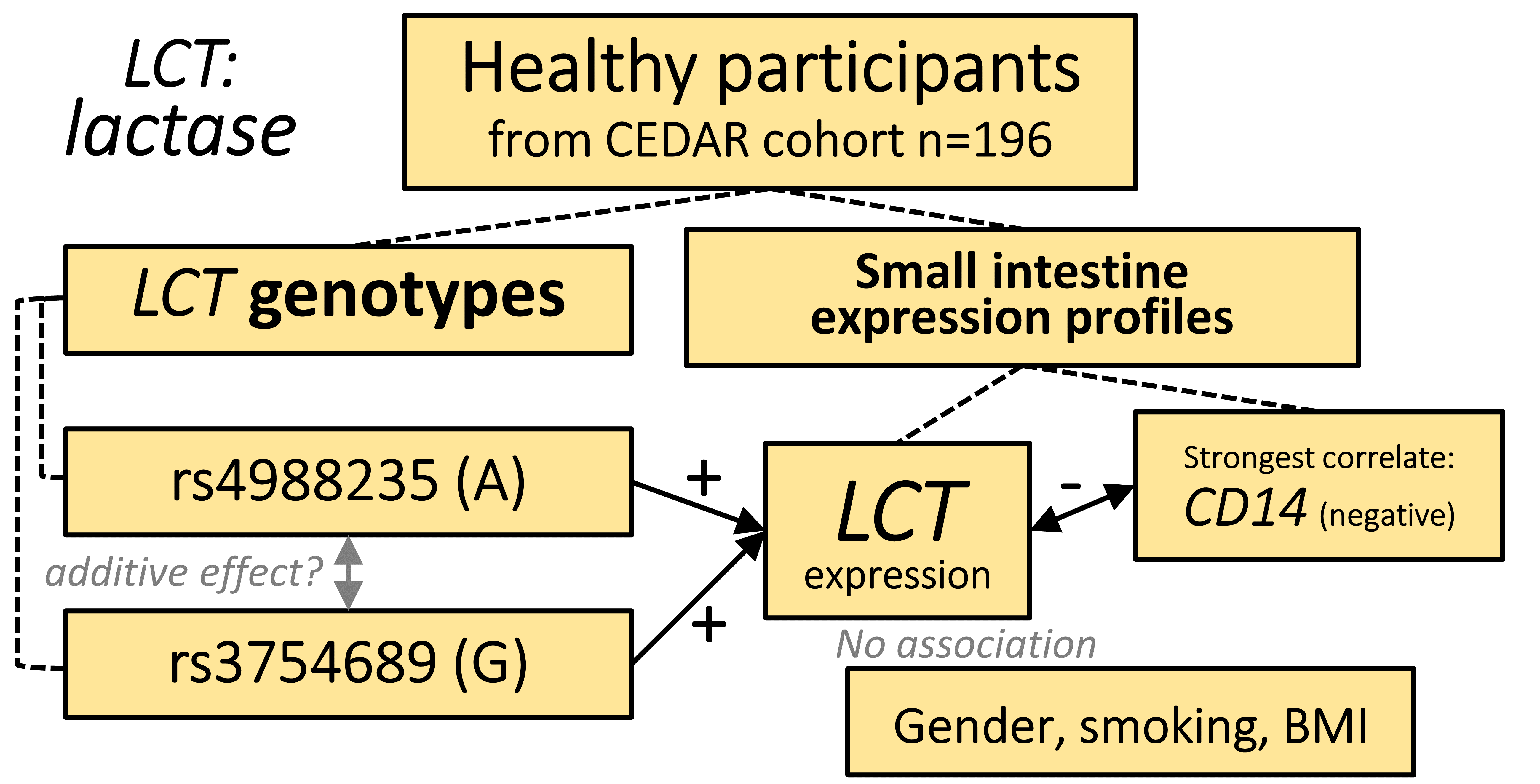Nutrients | Free Full-Text | Ileal Lactase Expression Associates with ...