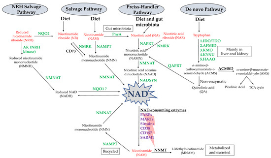 Advances in NAD-Lowering Agents for Cancer Treatment