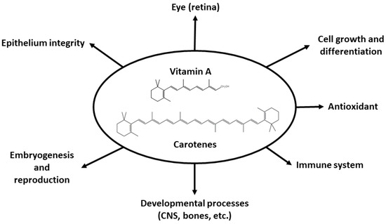Vitamin A Update: Forms, Sources, Kinetics, Detection, Function ...