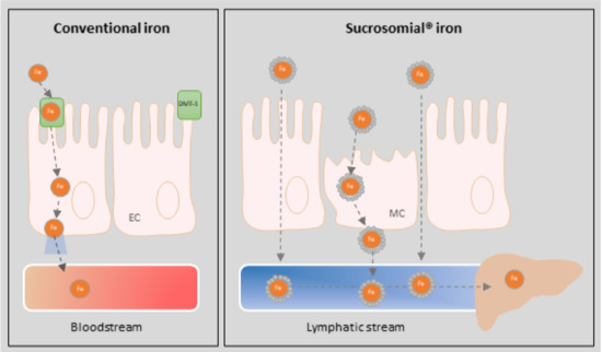 Nutrients | Free Full-Text | Sucrosomial Iron Supplementation for the ...