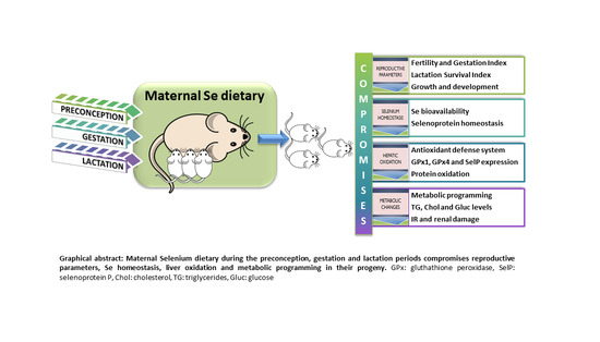 Nutrients | Free Full-Text | Fetal Programming Is Deeply Related to Maternal Selenium Status and ...