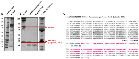 Nutrients | Free Full-Text | Effects of Bacterial CLPB Protein ...