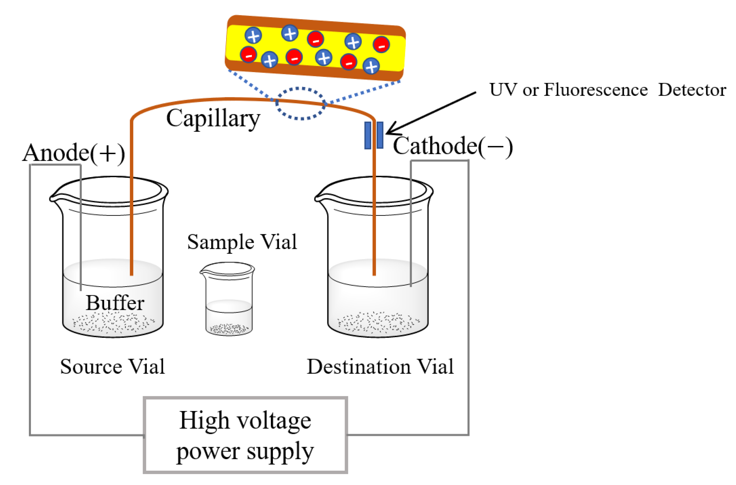 Lactoferrin and Its Detection Methods: A Review