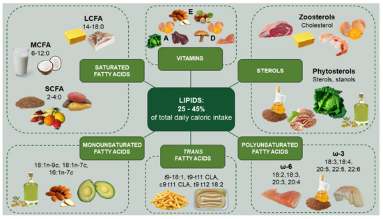 Impact of Dietary Lipids on the Reverse Cholesterol Transport: What We ...