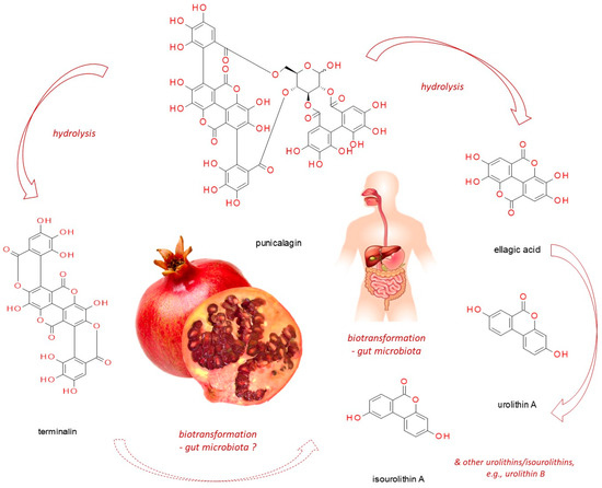 Punicalagin in Cancer Prevention—Via Signaling Pathways Targeting