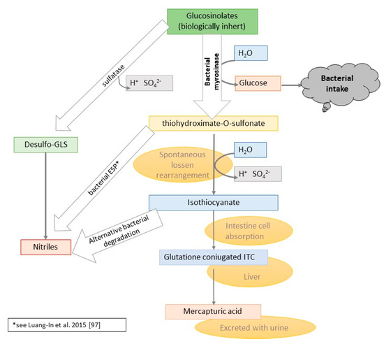 The Metabolism of Glucosinolates by Gut Microbiota