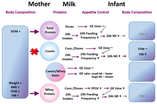 25 Years of Research in Human Lactation: From Discovery to Translation