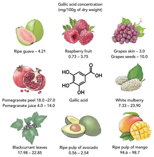 Plant-Derived and Dietary Hydroxybenzoic Acids—A Comprehensive Study of ...