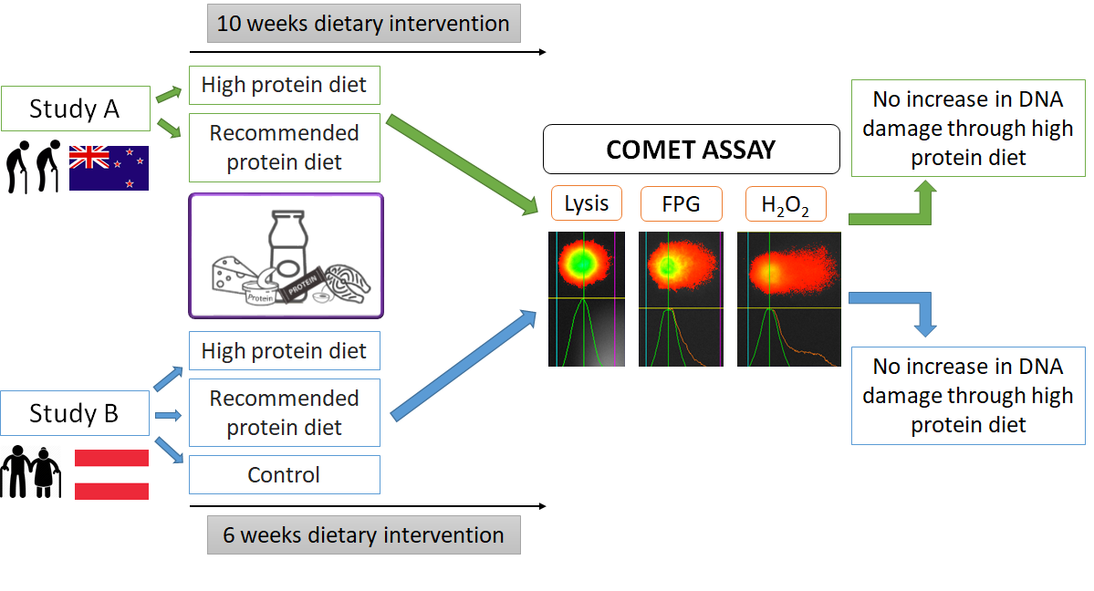 Nutrients | Free Full-Text | The Effect of Elevated Protein Intake on ...