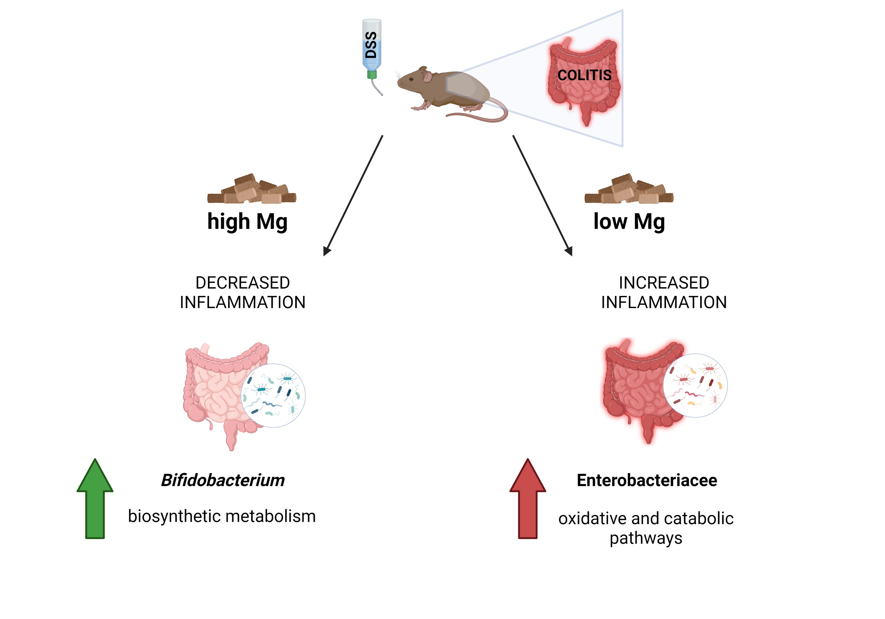 Nutrients | Free Full-Text | Dietary Magnesium Alleviates Experimental ...