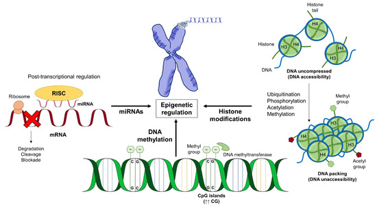 Epigenetics in Food Allergy and Immunomodulation