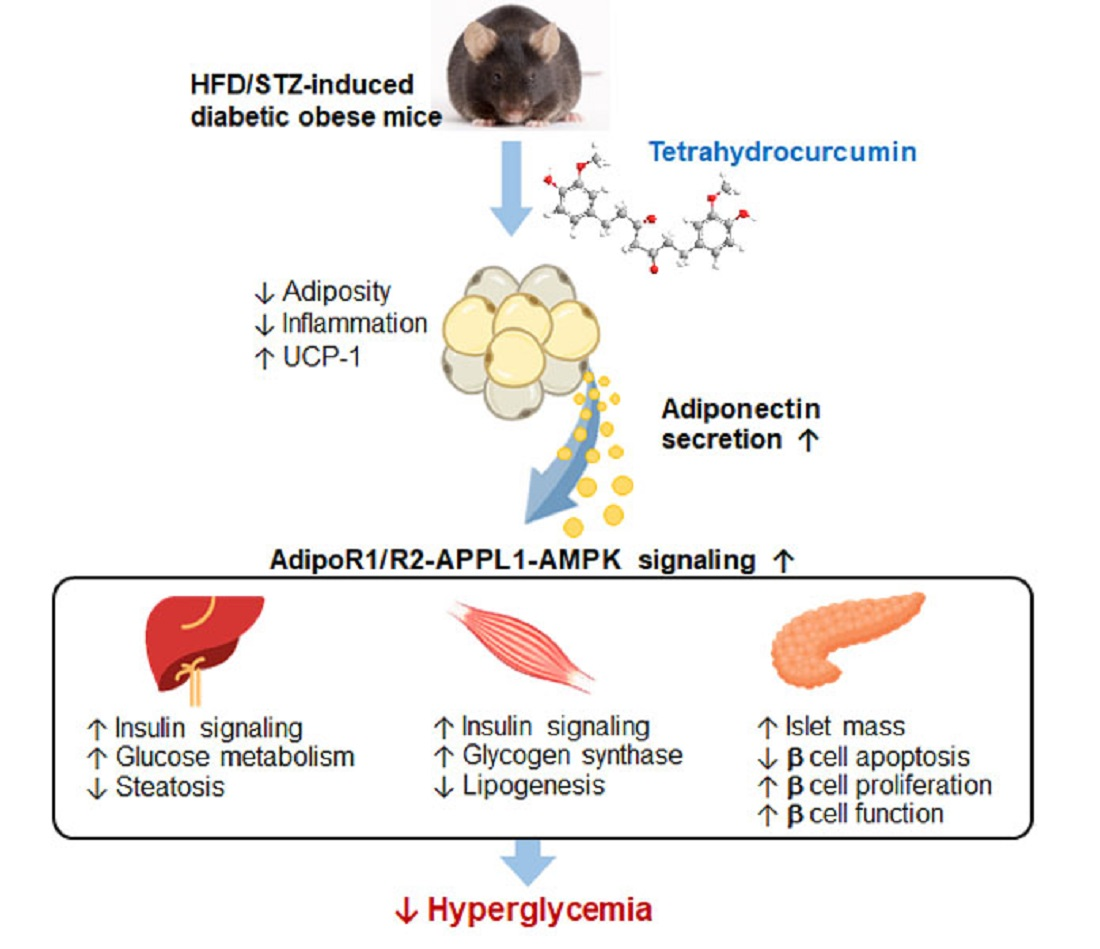 Nutrients | Free Full-Text | Tetrahydrocurcumin Upregulates the ...