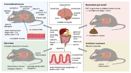 Nutrients | Free Full-Text | One Giant Leap from Mouse to Man: The ...