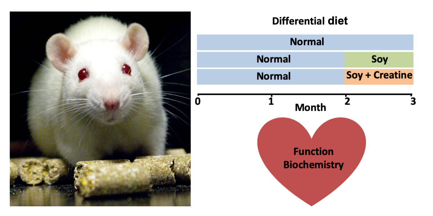 Nutrients | Free Full-Text | Supplementing Soy-Based Diet with Creatine ...