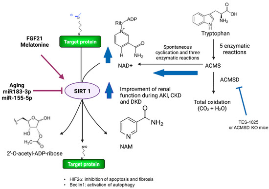 Nutrients | Free Full-Text | Potential of Polyphenols to Restore SIRT1 ...