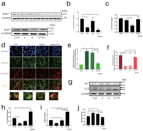 Improving Lipophagy by Restoring Rab7 Cycle: Protective Effects of Quercetin on Ethanol-Induced ...