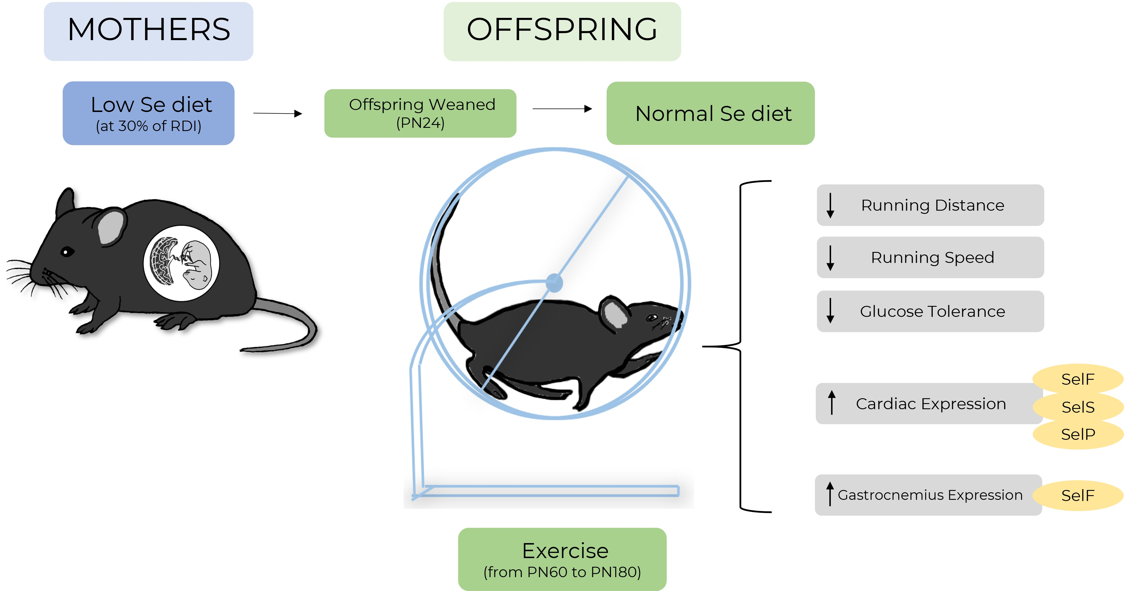 Nutrients | Free Full-Text | Selenium Deficiency during Pregnancy in ...