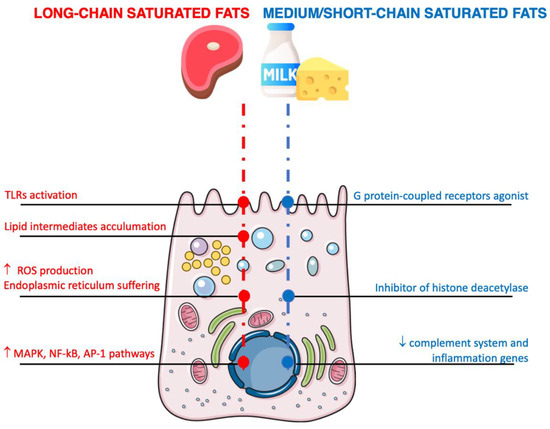 Anti-Inflammatory Nutrients and Obesity-Associated Metabolic ...