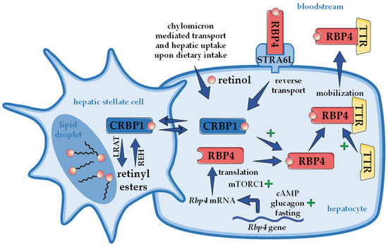 Retinoid Homeostasis and Beyond: How Retinol Binding Protein 4 ...