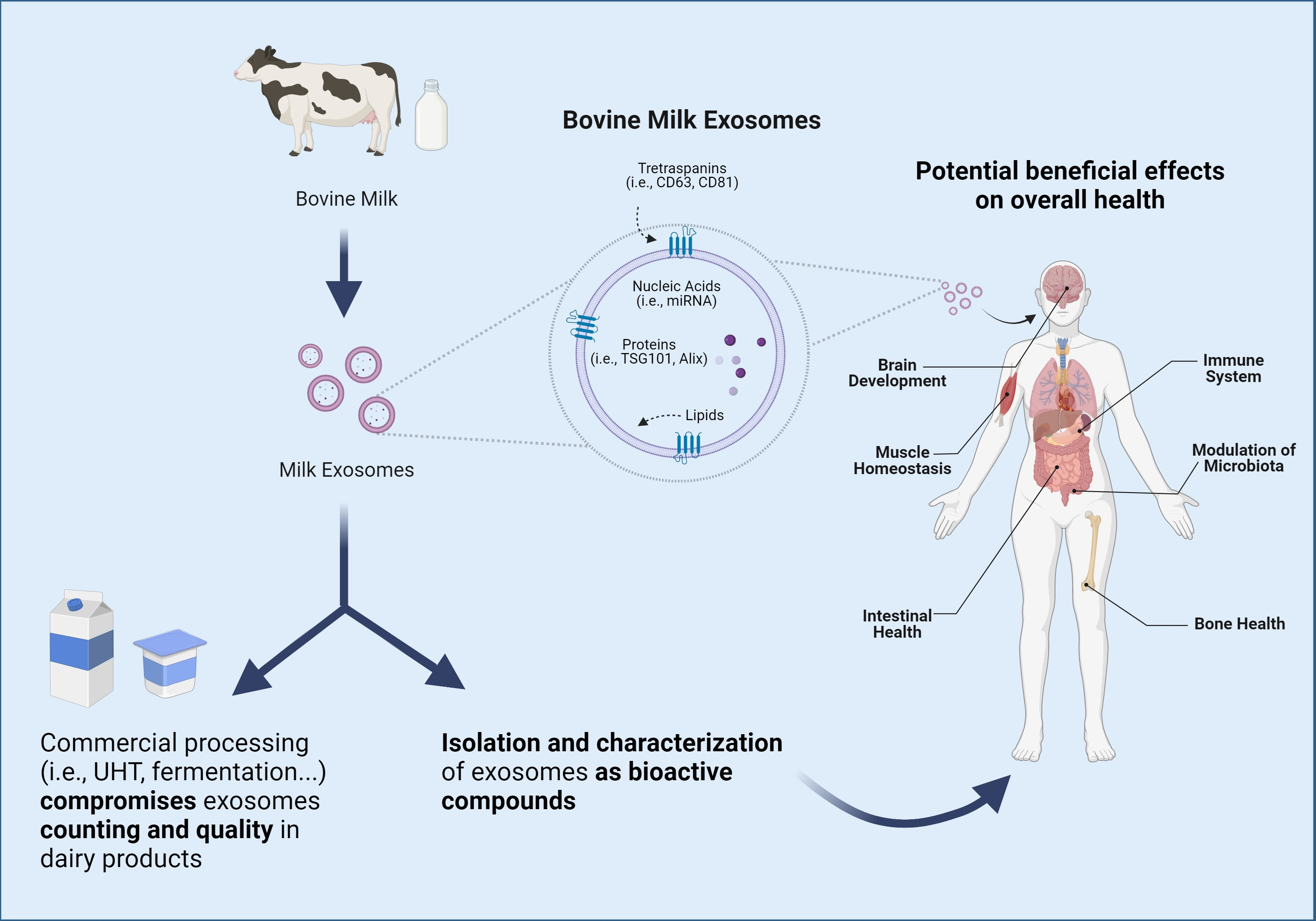 Nutrients | Free Full-Text | Beneficial Effects of Bovine Milk Exosomes ...