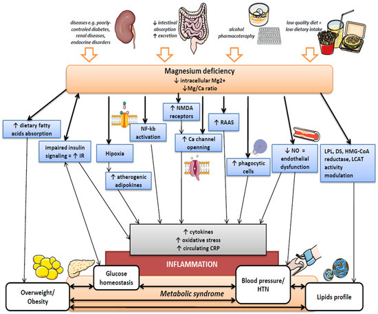 The Role of Magnesium in the Pathogenesis of Metabolic Disorders