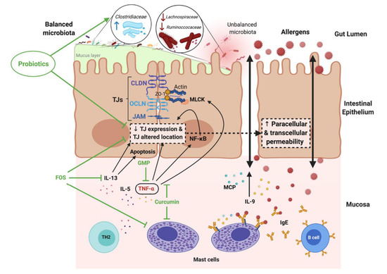 Intestinal Barrier Permeability in Allergic Diseases