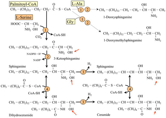 Serine Metabolism in Health and Disease and as a Conditionally ...