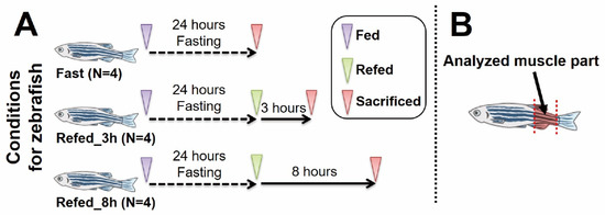 Gene Expression Profile Provides Novel Insights of Fasting-Refeeding ...