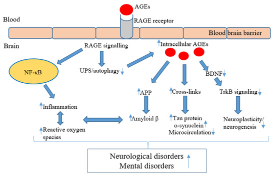 The Effects of Dietary Advanced Glycation End-Products on ...
