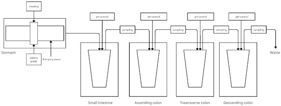 Artificial Gastrointestinal Models for Nutraceuticals Research ...