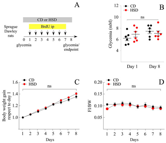 A Short-Term Sucrose Diet Impacts Cell Proliferation of Neural ...